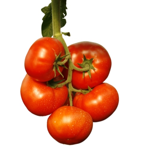 Seminte profesionale tomate UMAGNA RZ F1, plic cu 100 bucati - eMAG.ro