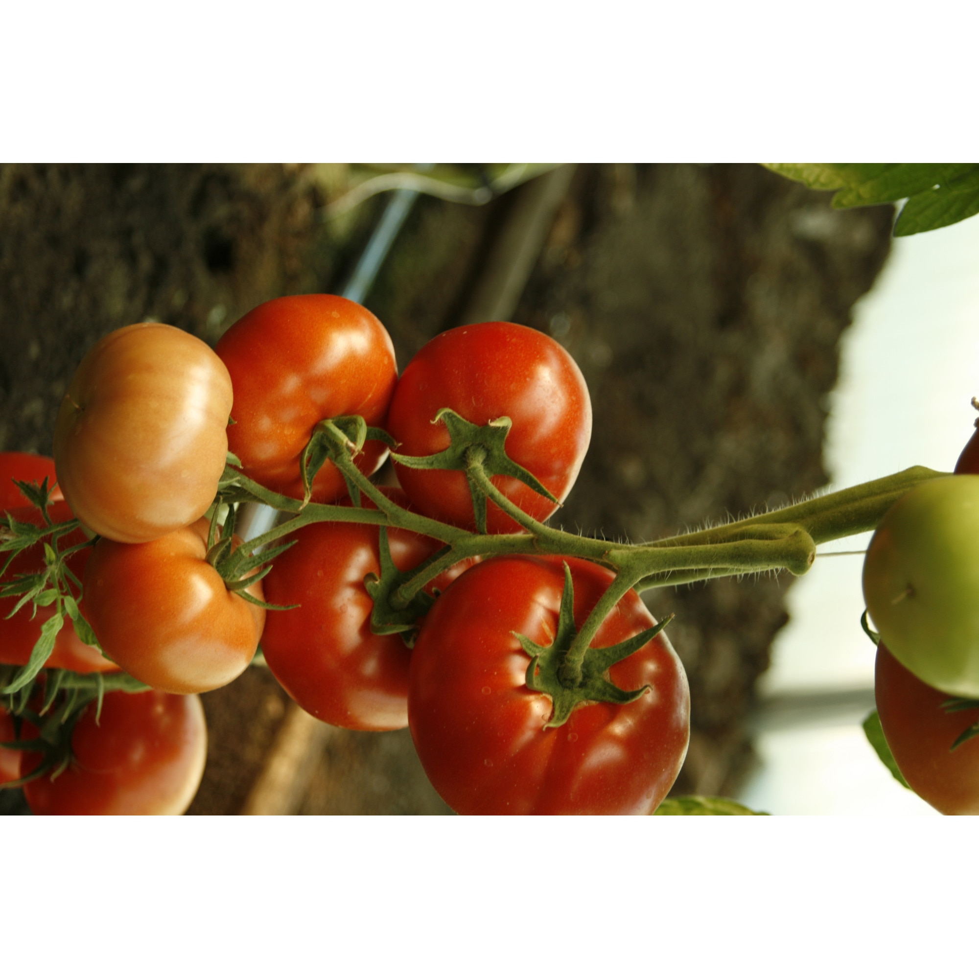 Seminte profesionale tomate MAHITOS RZ F1, plic cu 100 bucati - eMAG.ro