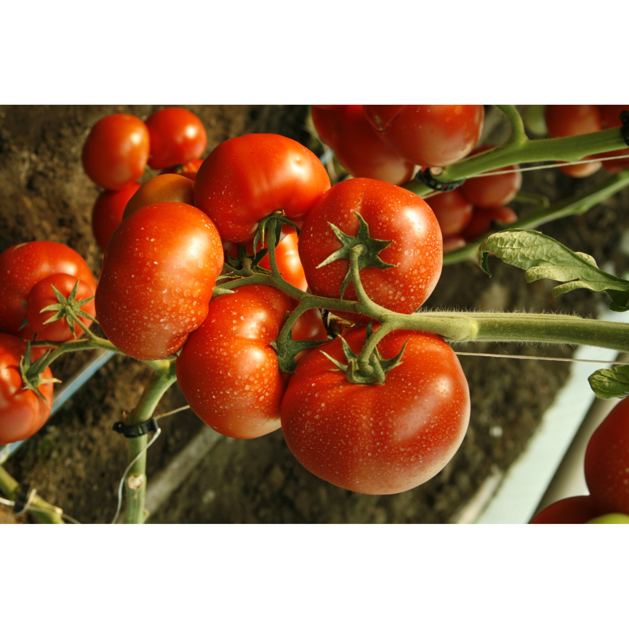 Seminte profesionale tomate UMAGNA RZ F1, plic cu 100 bucati - eMAG.ro