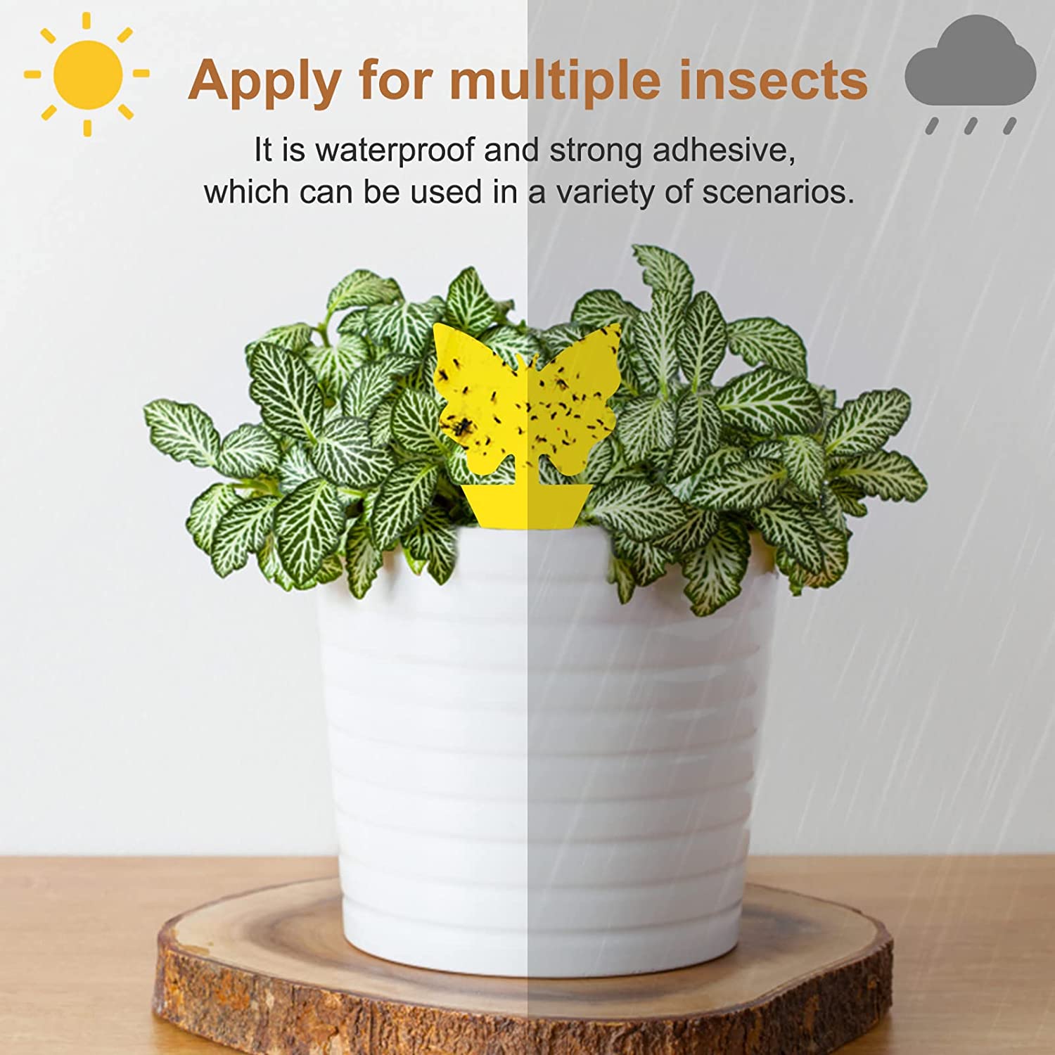 Capcane Pentru Insecte Pentru Plante In Ghiveci - Set De 12 Bucati ...