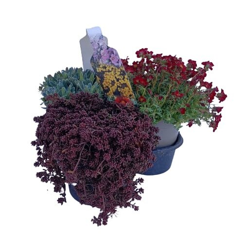 Set de 4 plante perene suculente - eMAG.ro