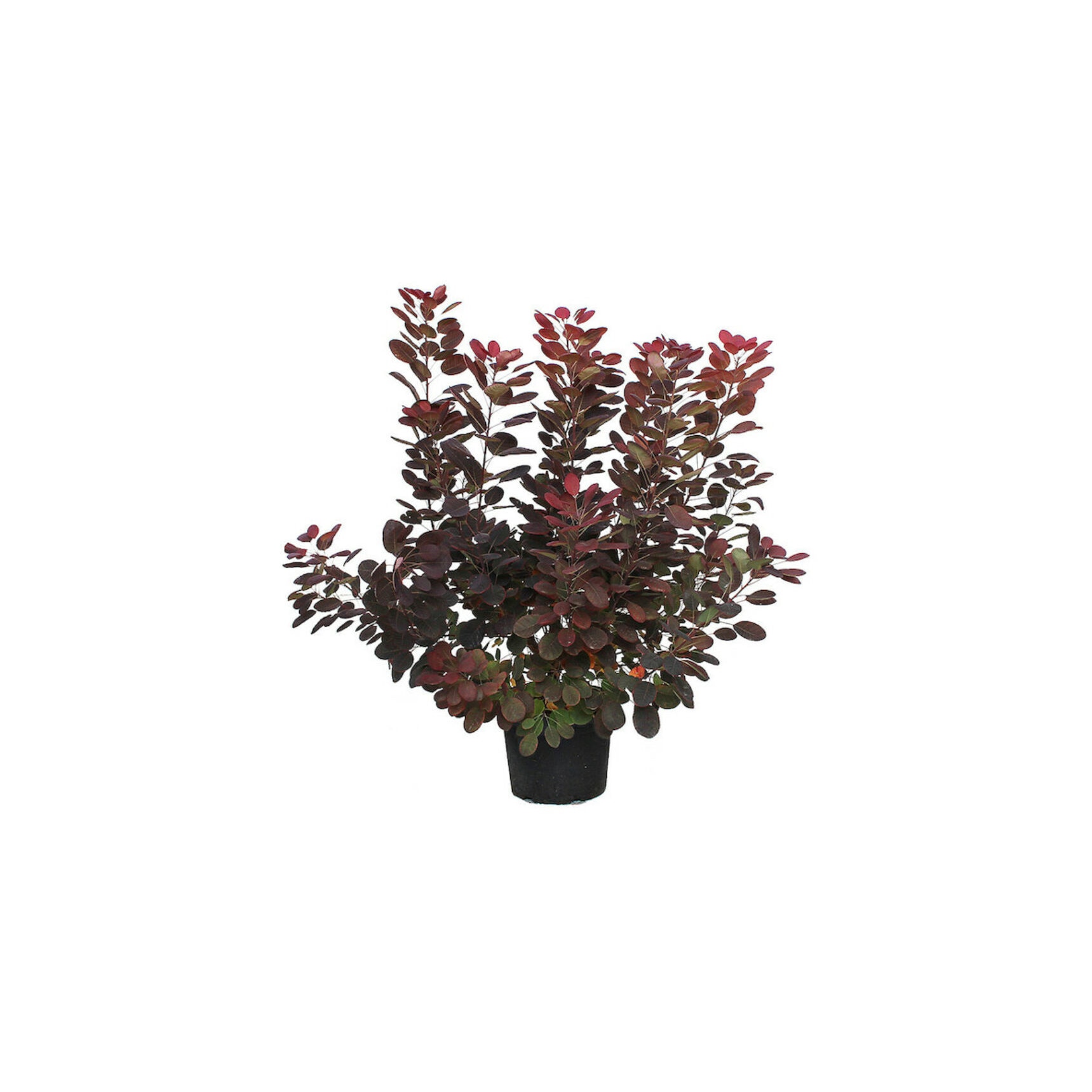 Scumpie 'Arbore de Fum' Cotinus Coggygria Lilla 60 - 80 cm - eMAG.ro