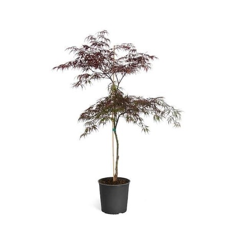 Artar Japonez Rosu - Acer Palmatum Garnet 40 - 60 cm - eMAG.ro