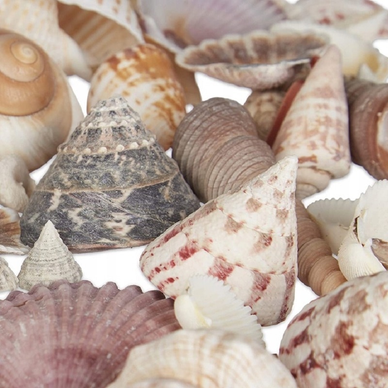 Set decorativ de scoici de mare, 500 g, Gonga® Crem - eMAG.ro