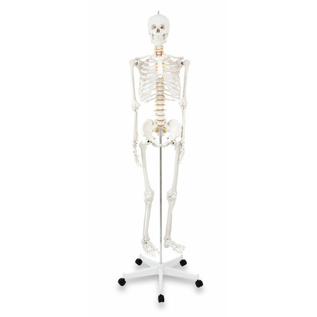 Schelet uman Stan, 170 cm inaltime, 7,6 kg - eMAG.ro