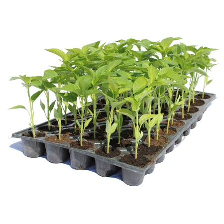 Rasad Ardei Kapia Kaptur, soi hibrid F1, culoare rosu inchis, o alveola ...