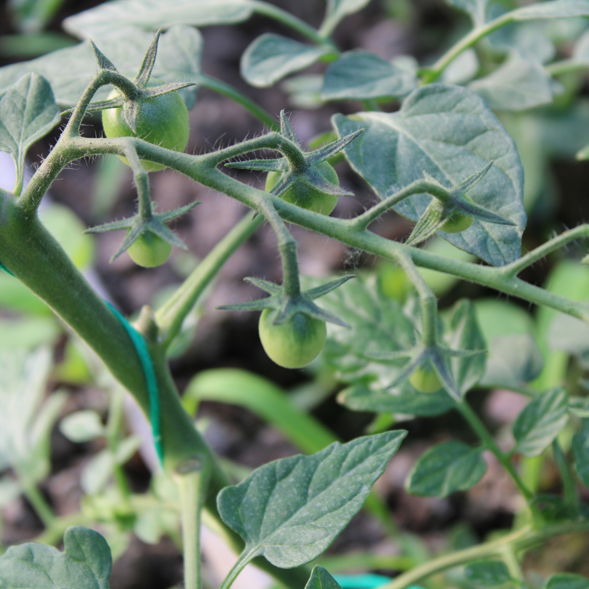 Rasad Tomate Rozalia Rossa, soi hibrid F1 semitimpuriu, culoare roz, o ...