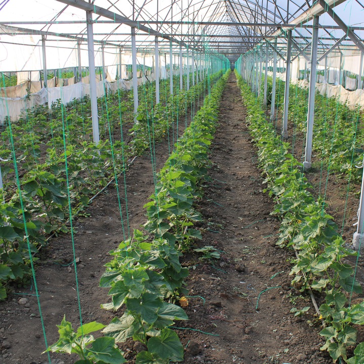 Rasad Tomate Pink Rock, soi hibrid F1, culoare roz, o alveola cu 45 ...