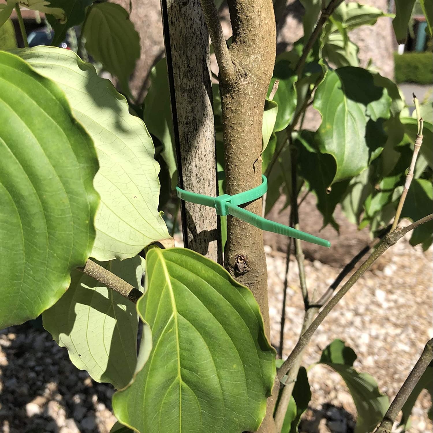 Set 100 buc Soricei, Coliere de Plastic, Fasete, Bride pentru Gradina ...