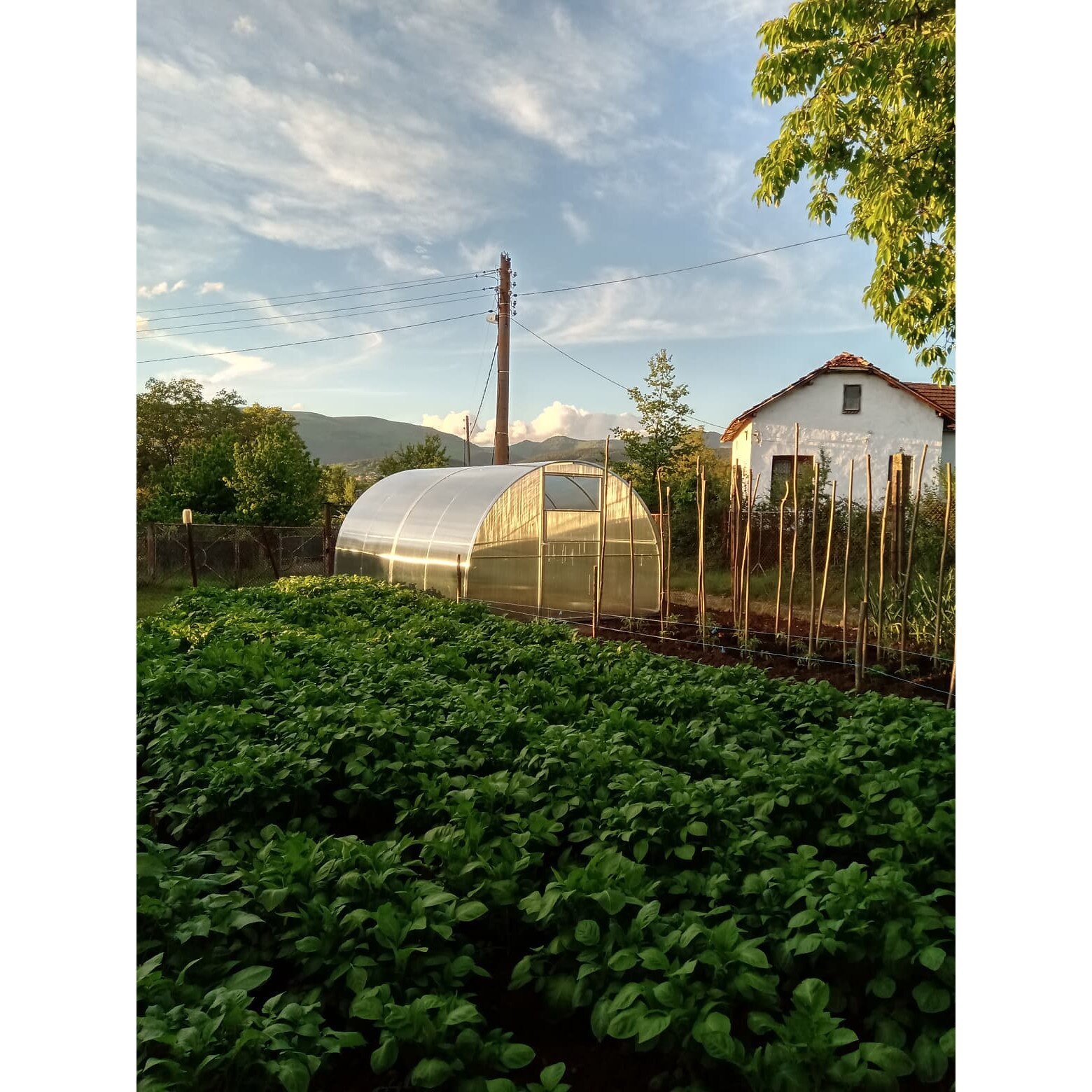 Оранжерия Primaterra Standart, 3 x 8 x 2.1 метра - eMAG.bg