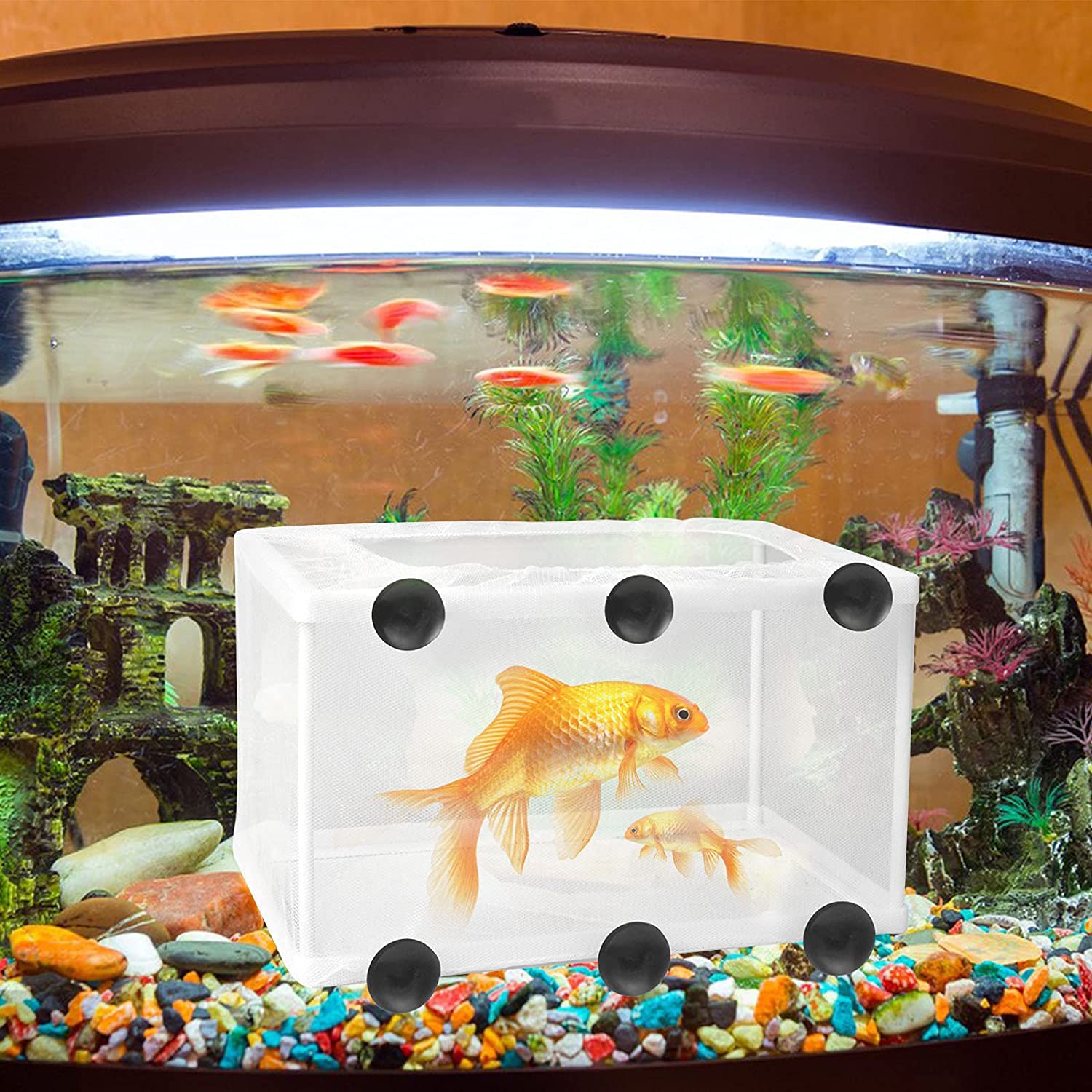 Cutie reproducere pesti acvariu, Plastic, 26x15.5x15 cm, Transparent ...