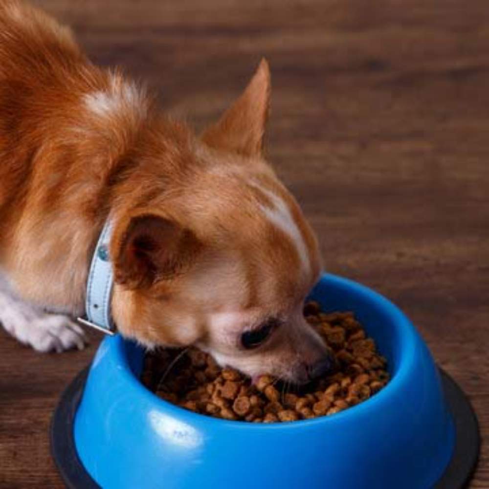 Castron 4 Dog Inox Albastru, Antiderapant, 190 ml, 10 cm - eMAG.ro