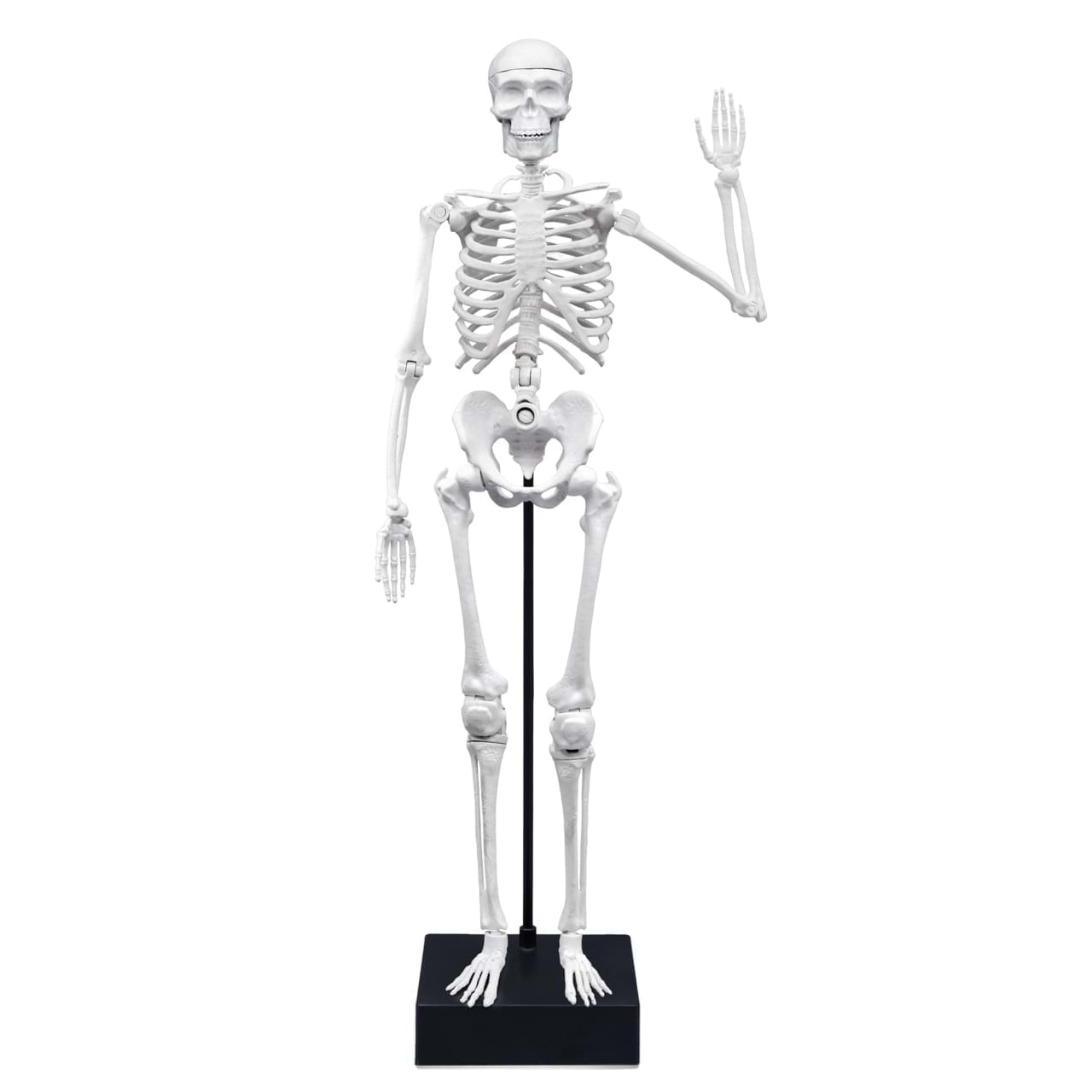 Schelet Gigant 45 cm - Anatomie pentru copii - eMAG.ro