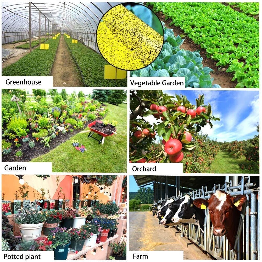 Set 50 capcane pentru insecte/Hartie lipicioasa cu doua fete, 15x20 cm ...