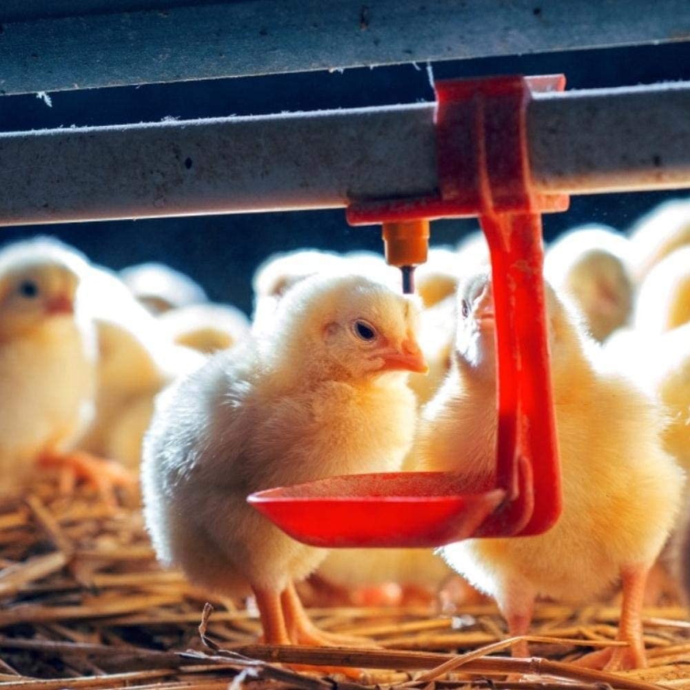 Adapatoare pui/gaini, Plastic, 5 buc, Rosu - eMAG.ro