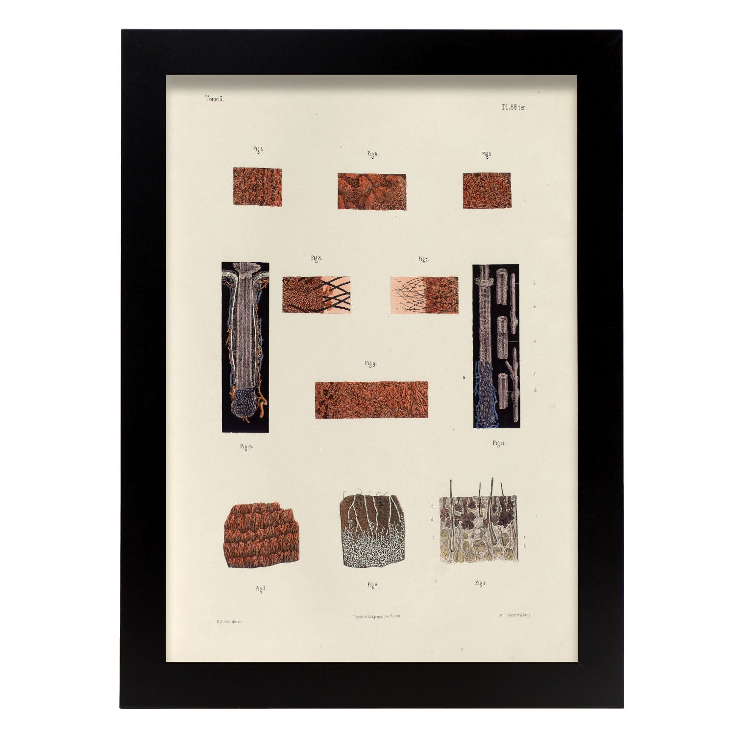 Tablou Foliculii de par si glandele sebacee, 16771-1-A4-SM - eMAG.ro