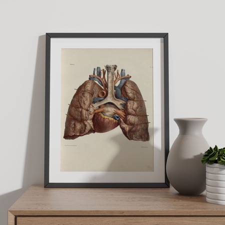 Poster Nacnic cu inima, plamani, trahee si cartilaj. Ilustratii ...