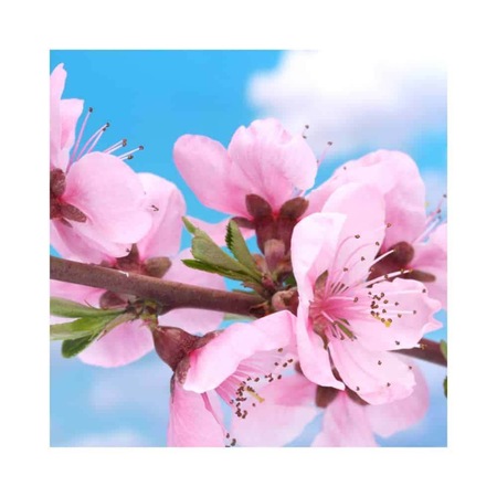 Servetele Lindy Floare de Cires, Dimensiune 33x33 cm, 3 Straturi, 20 ...