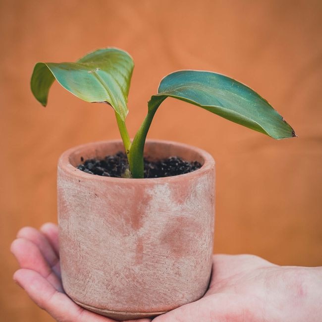 Kit de plantare flori, cu seminte de Strelitzia - eMAG.ro