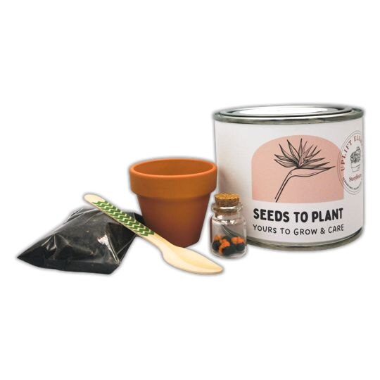 Kit de plantare flori, cu seminte de Strelitzia - eMAG.ro