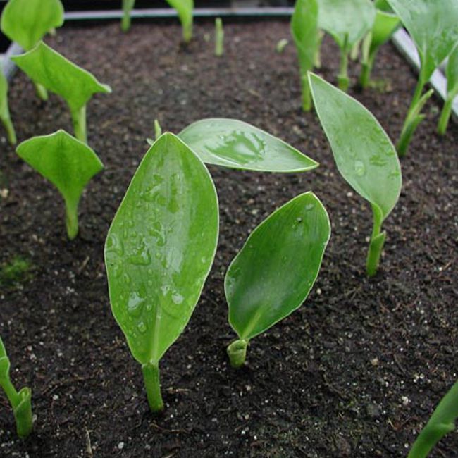 Kit de plantare flori, cu seminte de Strelitzia - eMAG.ro