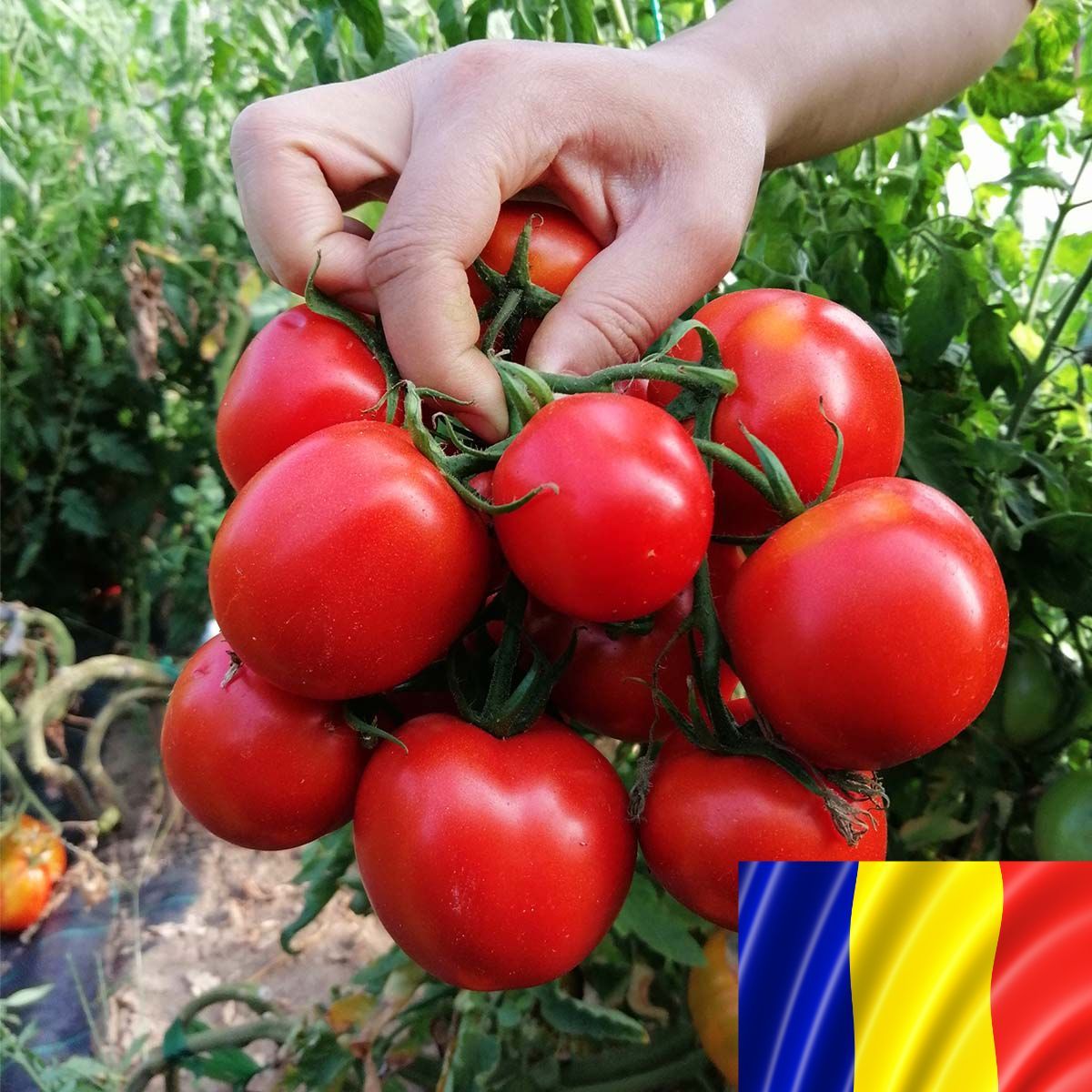 Seminte romanesti de tomate Kristinica, 5 grame, Scdl Buzau - eMAG.ro