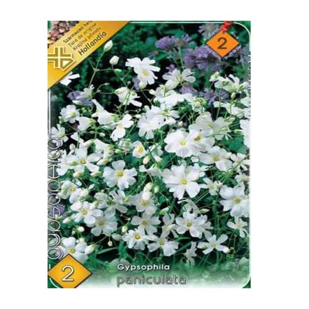 Floarea miresei perene 2 buc/pachet - eMAG.ro