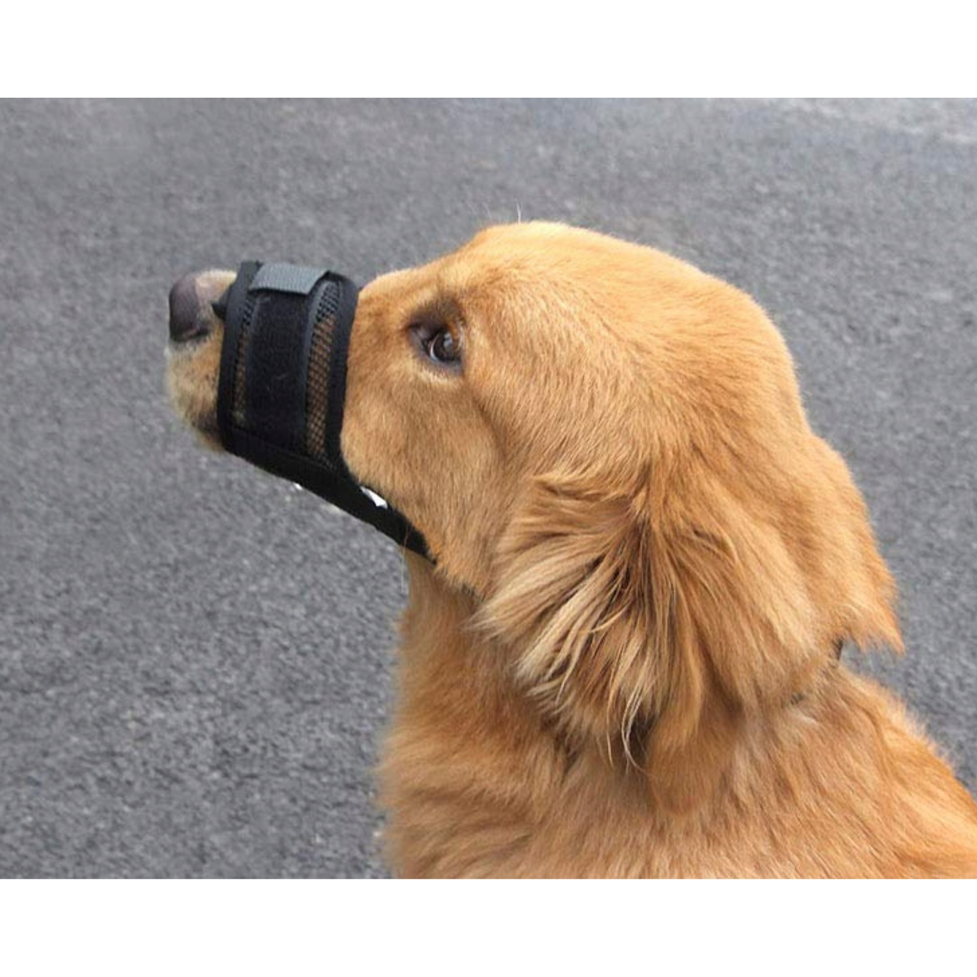 Botnita caini, Dingo, Material textil, XL, Negru - eMAG.ro