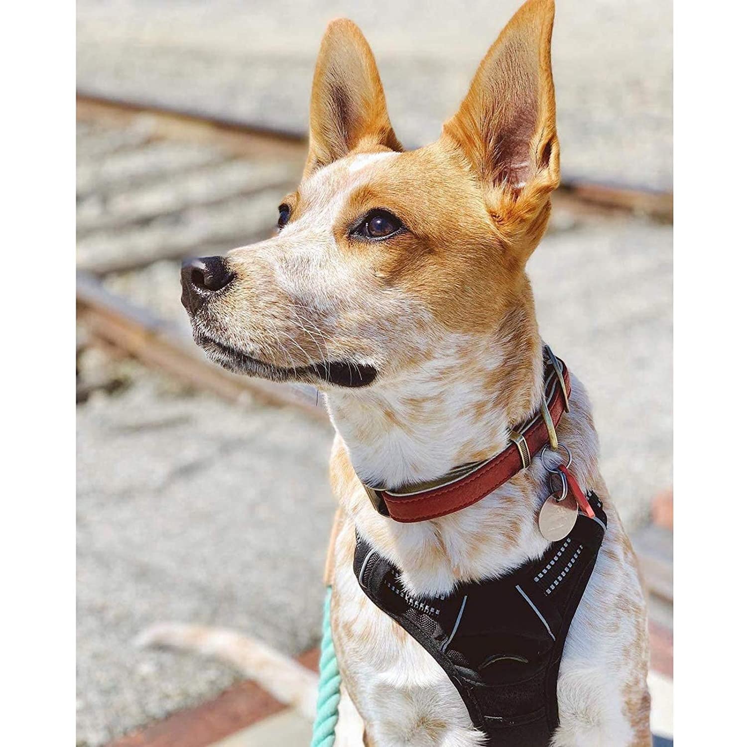 Ham pentru caine, Oricean®, ajustabil, Vesta Oxford, reflectorizanta ...