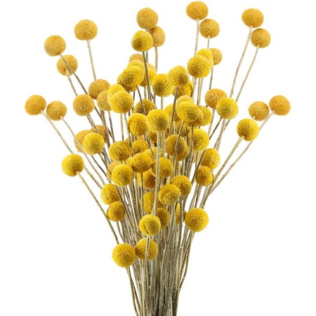 Set 10 tulpini flori uscate, Lungime 40-60 cm, Galben - eMAG.ro