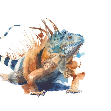 Poster - Iguana 30x21 - eMAG.ro