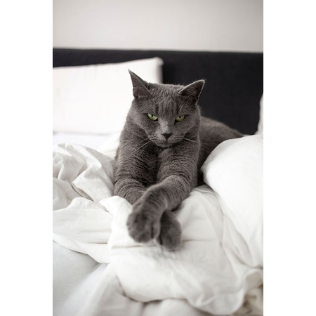 Poster - Pisica gri 30x40 - eMAG.ro