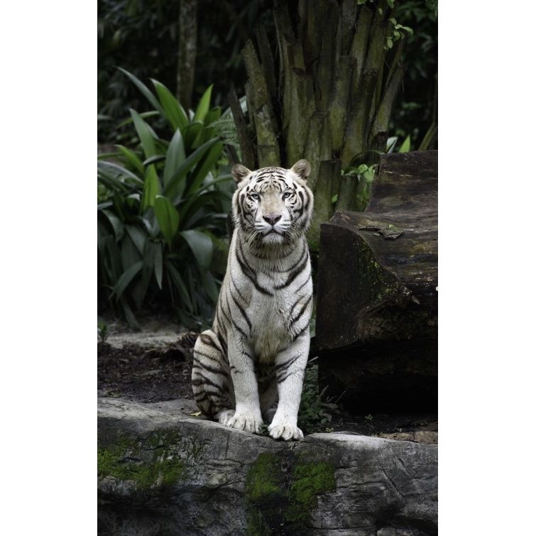Poster - Bengal Tiger 30x40 - eMAG.ro