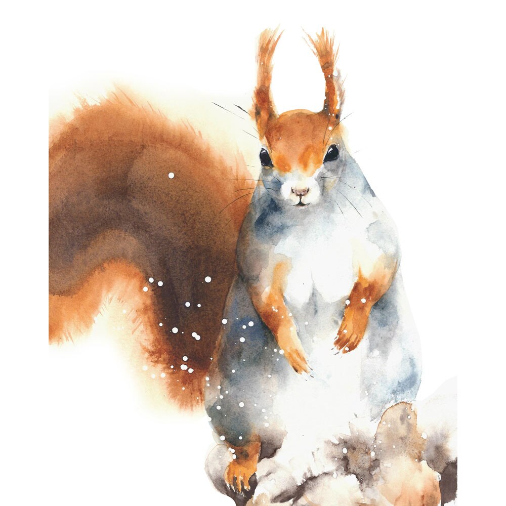 Poster - Red Squirrel 21x30 - eMAG.ro