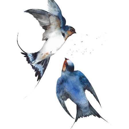 Poster - Randunele 21x30 - eMAG.ro