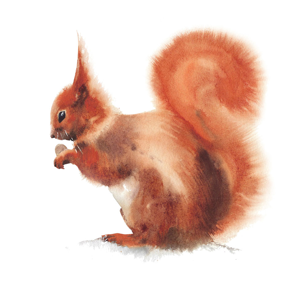 Poster - Veverita 30x40 - eMAG.ro