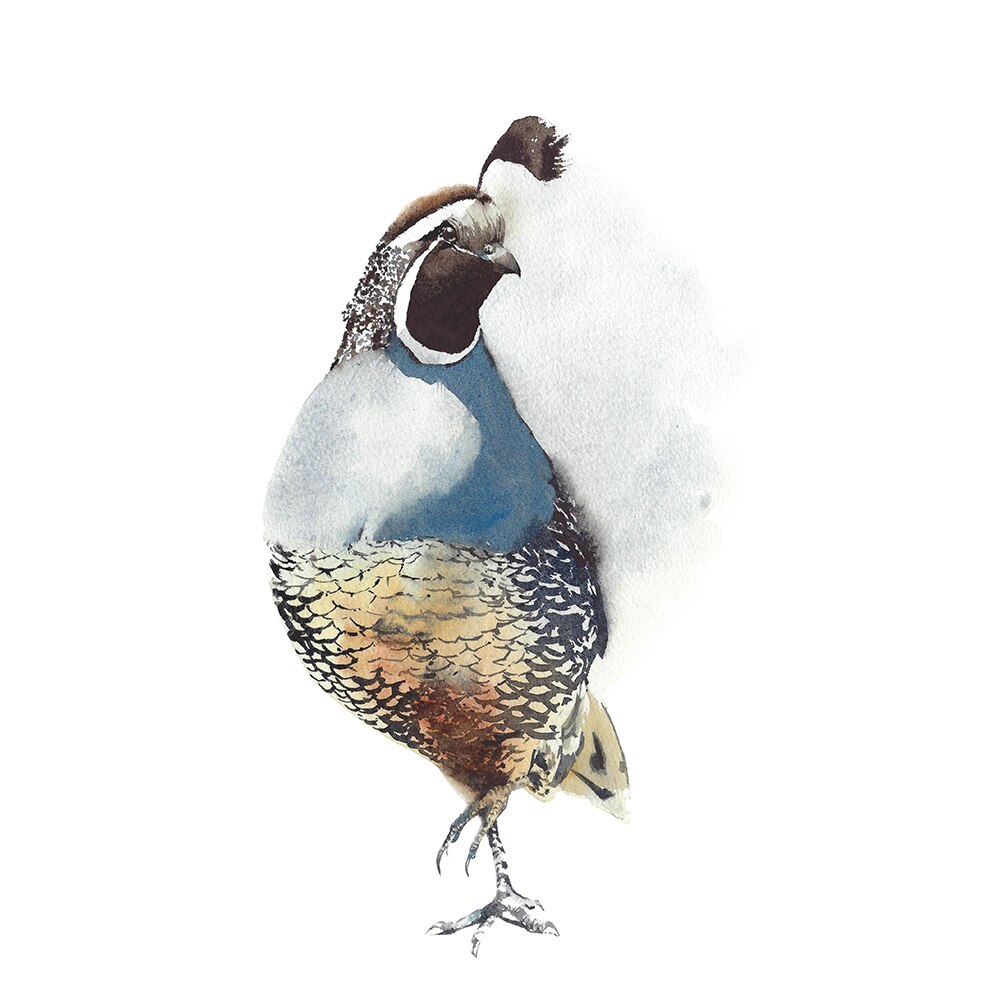 Poster - Prepelita 21x30 - eMAG.ro