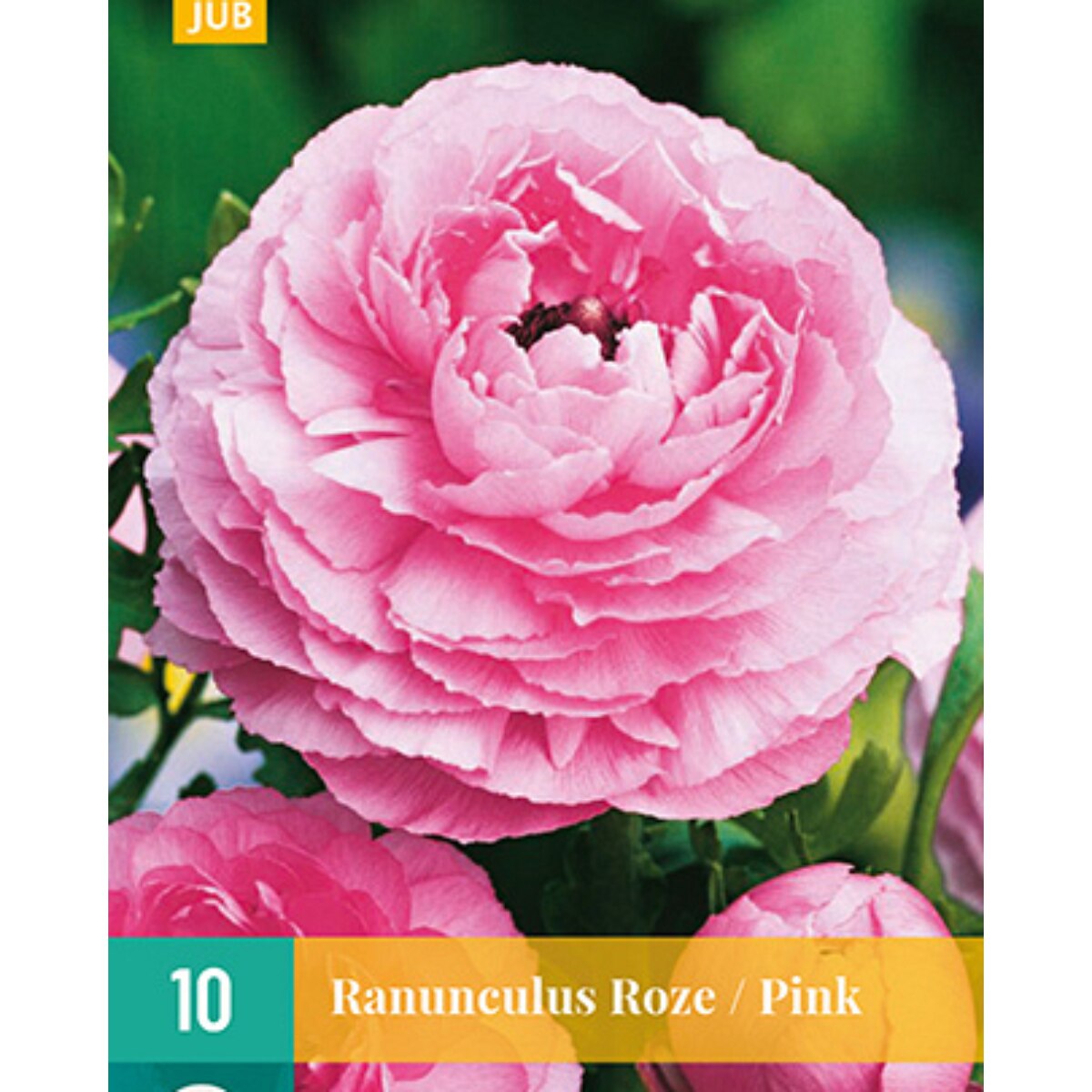 Bulbi, Ranunculus Pink Vj, 10 Buc, 6/7 - eMAG.ro