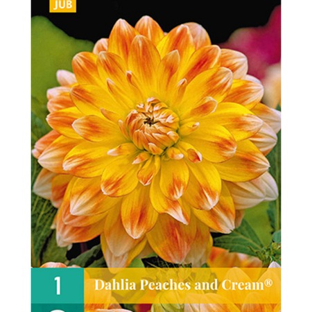 Rizomi, Dalia Peaches And Cream, 1 Buc, I - eMAG.ro