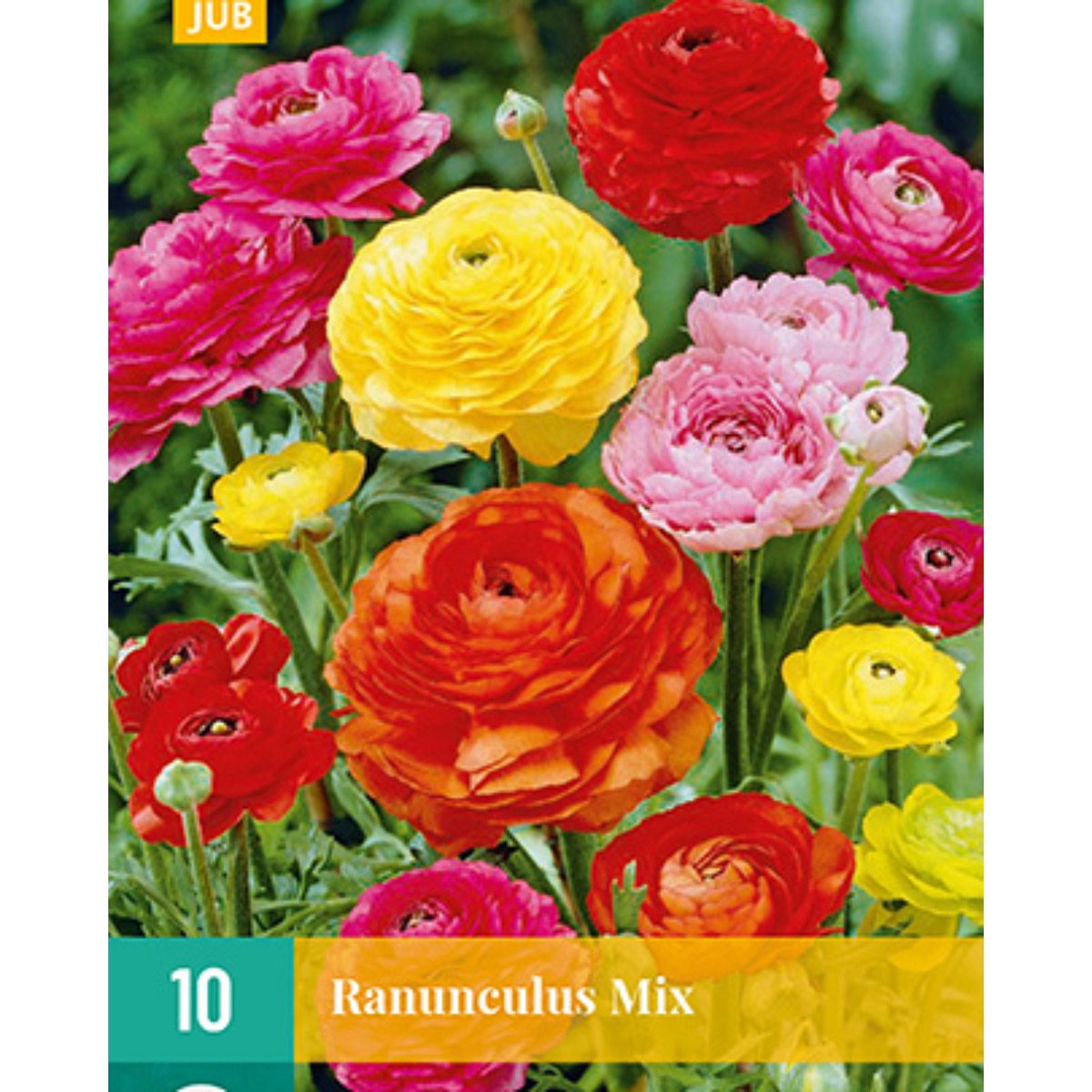 Bulbi, Ranunculus Mix Vj, 10 Buc, 6/7 - eMAG.ro