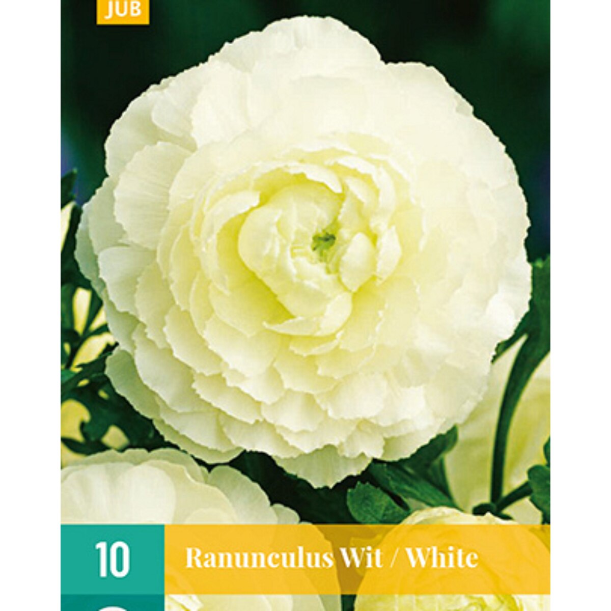Ranunculus Alb Vj, 10 Buc, 6/7 - eMAG.ro
