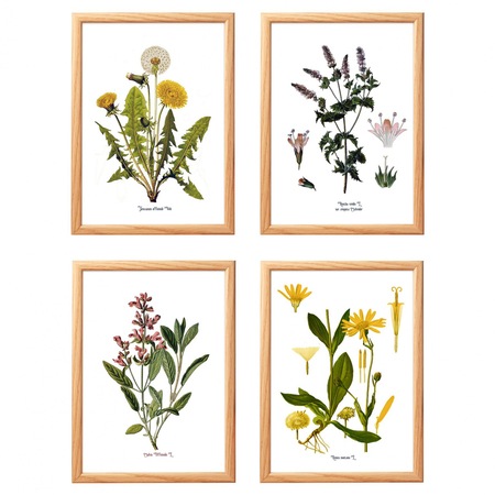 Pachet cadou: Set 4 Tablouri inramate, Papadie, Menta, Salvia, Arnica ...