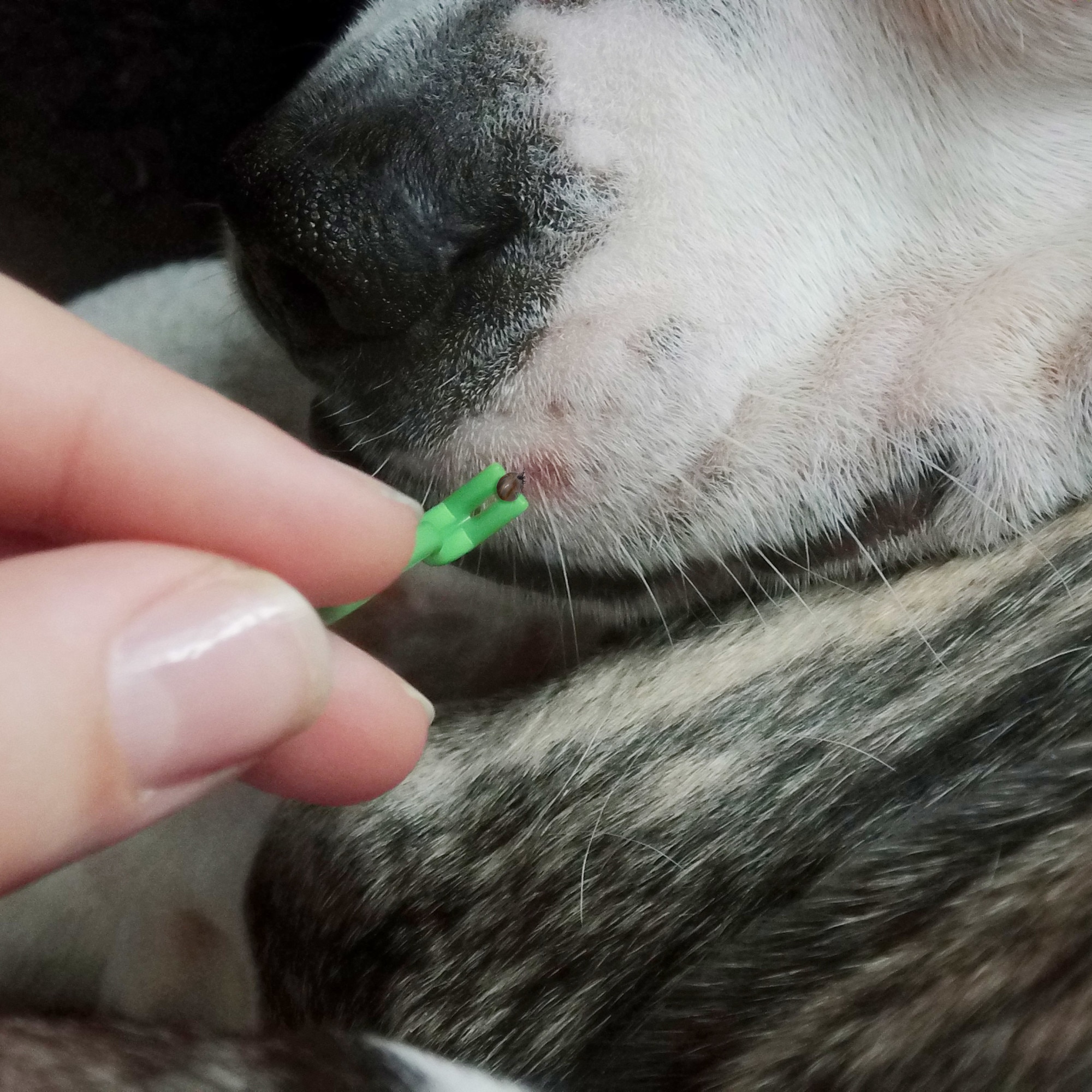 Set dispozitiv de indepartat capuse, 2 carlige pentru scos capusele ...