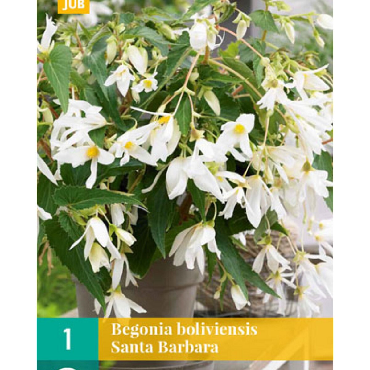 Bulbi de Begonia Boliviensis Santa Barbara, 1 Buc, 18/20 - eMAG.ro
