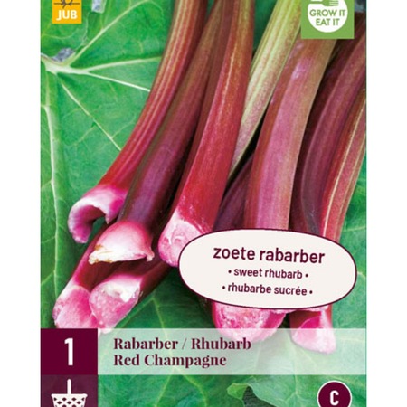 Bulbi de Rubarber Rosu Champagne, 3 Buc - eMAG.ro