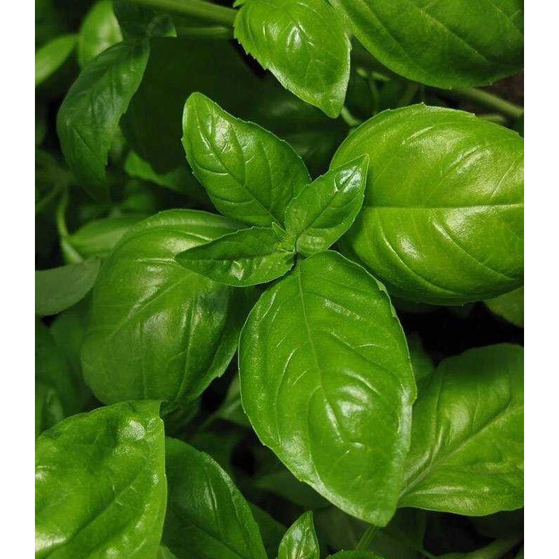 Seminte de busuioc Italiko, 8 Grame - eMAG.ro