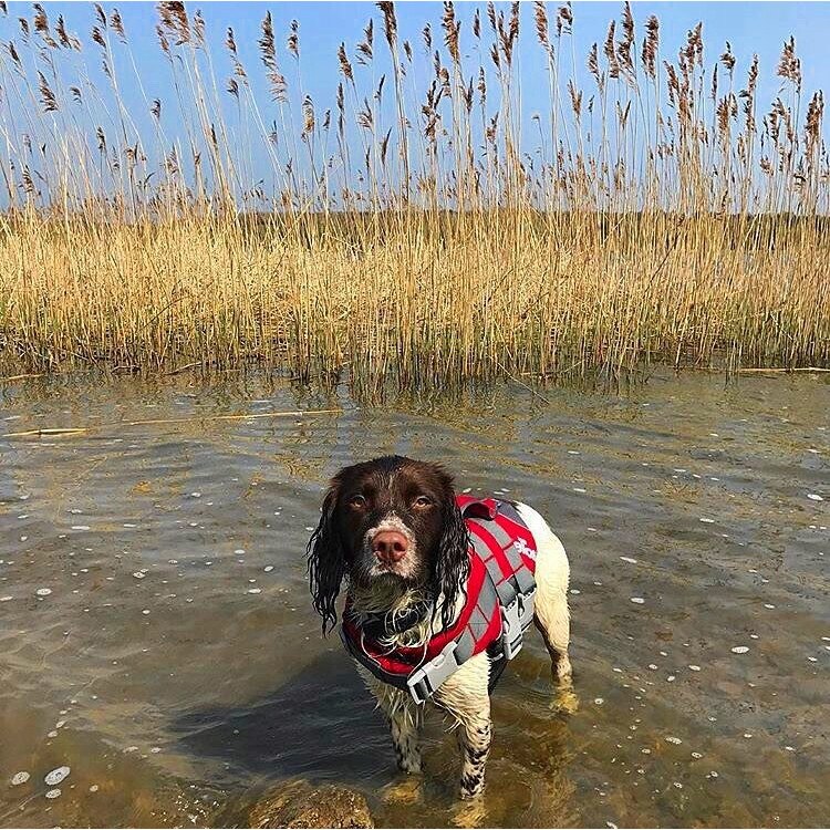 Veste de salvare de inot, Outward Hound, pentru cainele dumneavoastra ...