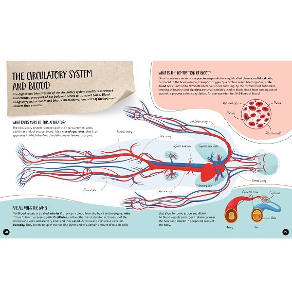 Комплект пъзел Sassi Human Body Giant, 500 части, Книга, 3D модел - eMAG.bg