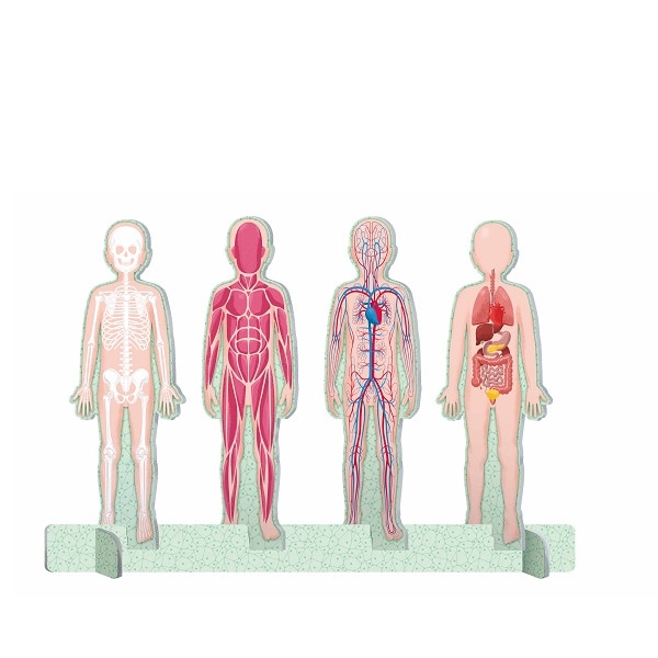 Set Puzzle Gigant, 500 piese, 1 carte si un Model 3D - Corpul Uman ...