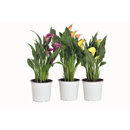 Cala in ghiveci, 30 cm, set de 3 plante - eMAG.ro